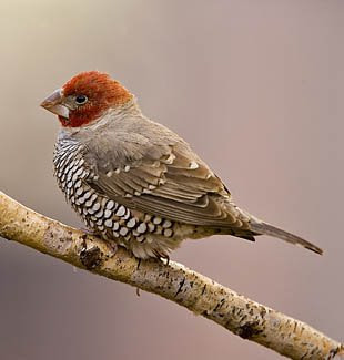 memorable meanders: Red-Headed Finches at Sunset